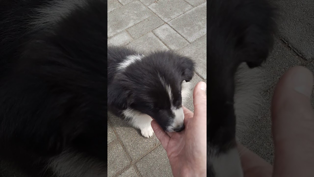 Attila dog - YouTube