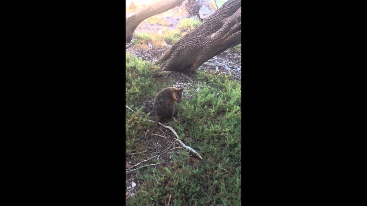 Quokka running in Rottnest Island - YouTube