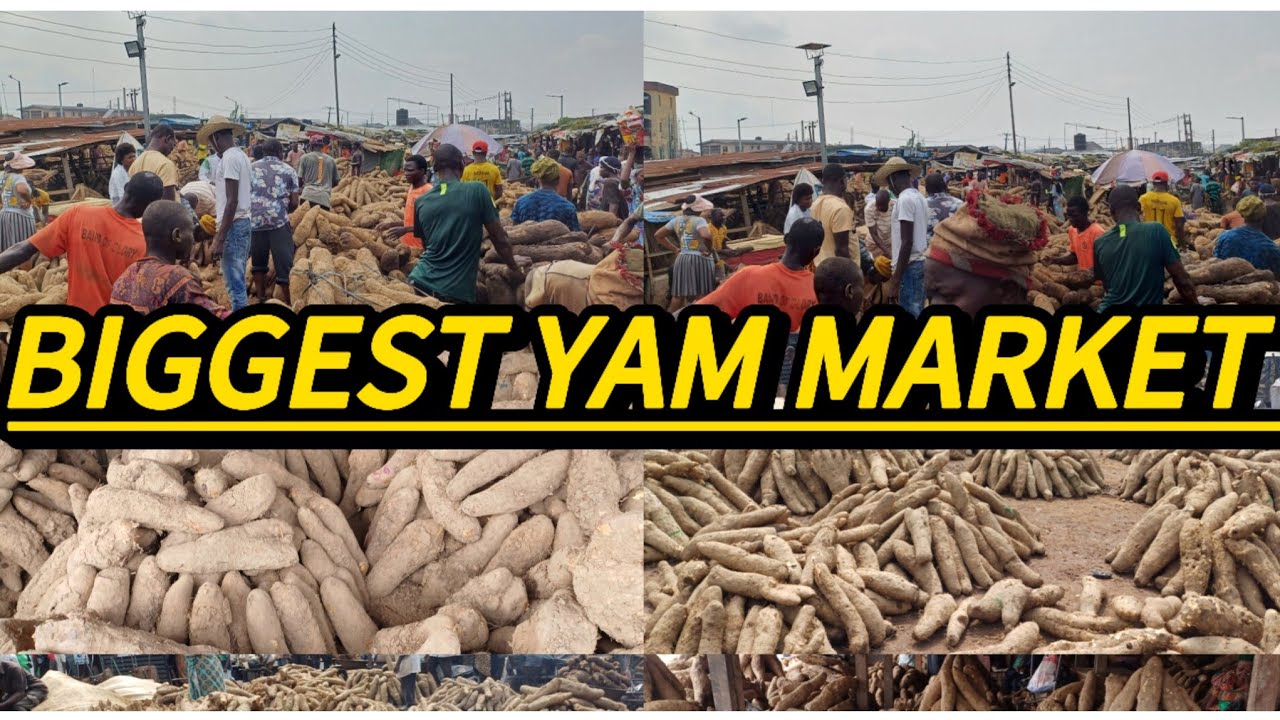 Biggest and Cheapest Yam Market in lagos state, Nigeria. # ...