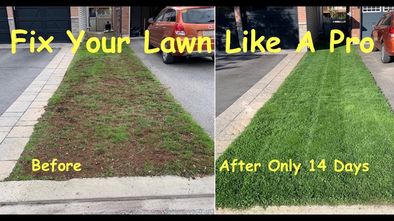 Fix Your Lawn Like a Pro in Just 14 Days - YouTube