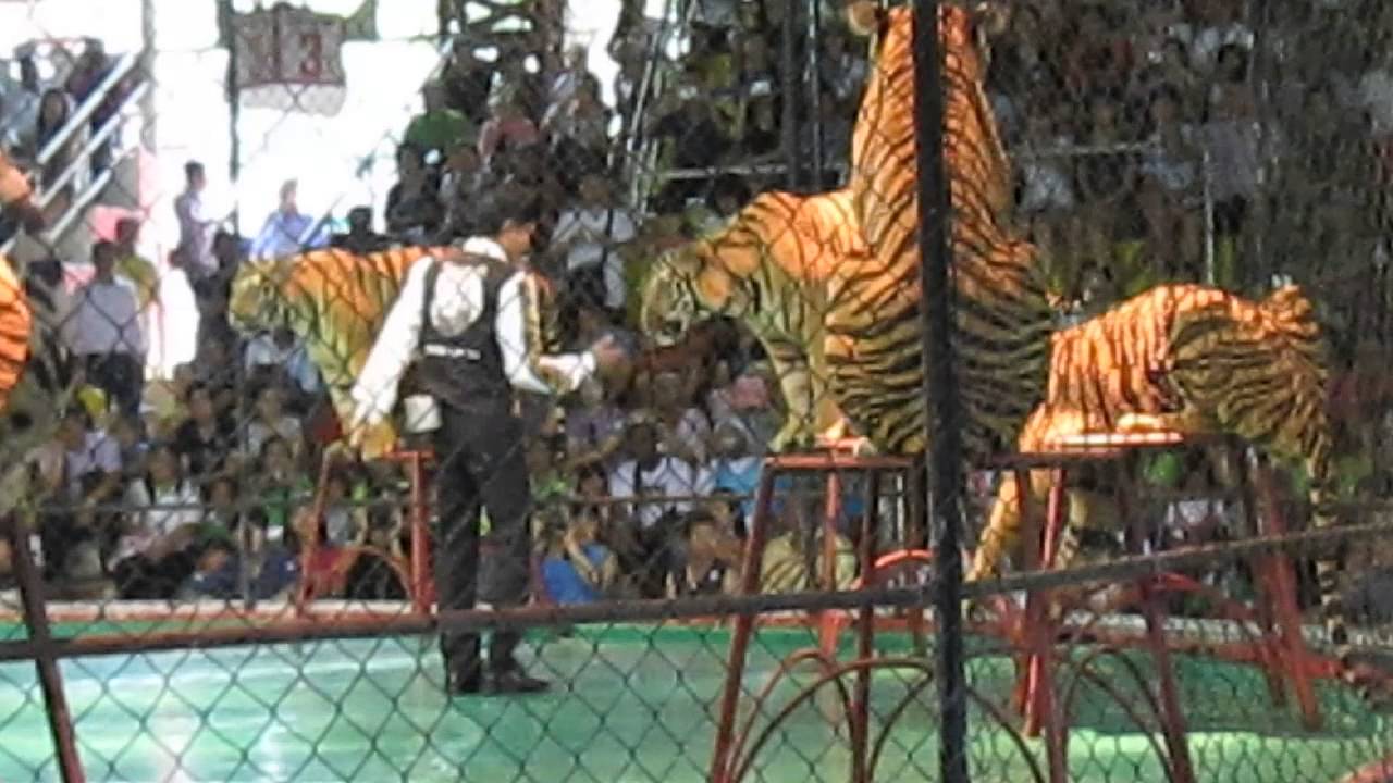Tiger Show at Bangkok - YouTube