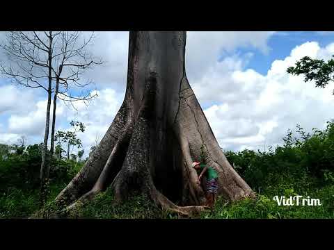#10 A secular tree. - YouTube