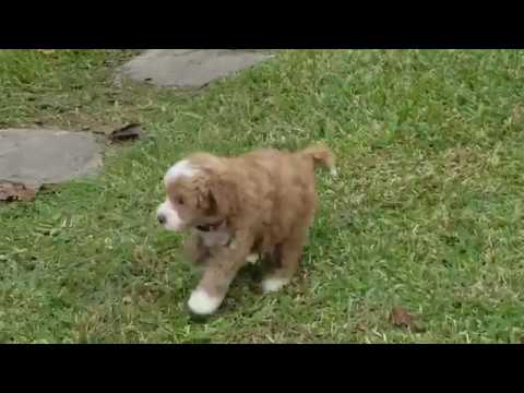 Barksdale Labradoodles - River Runs (Male) - YouTube