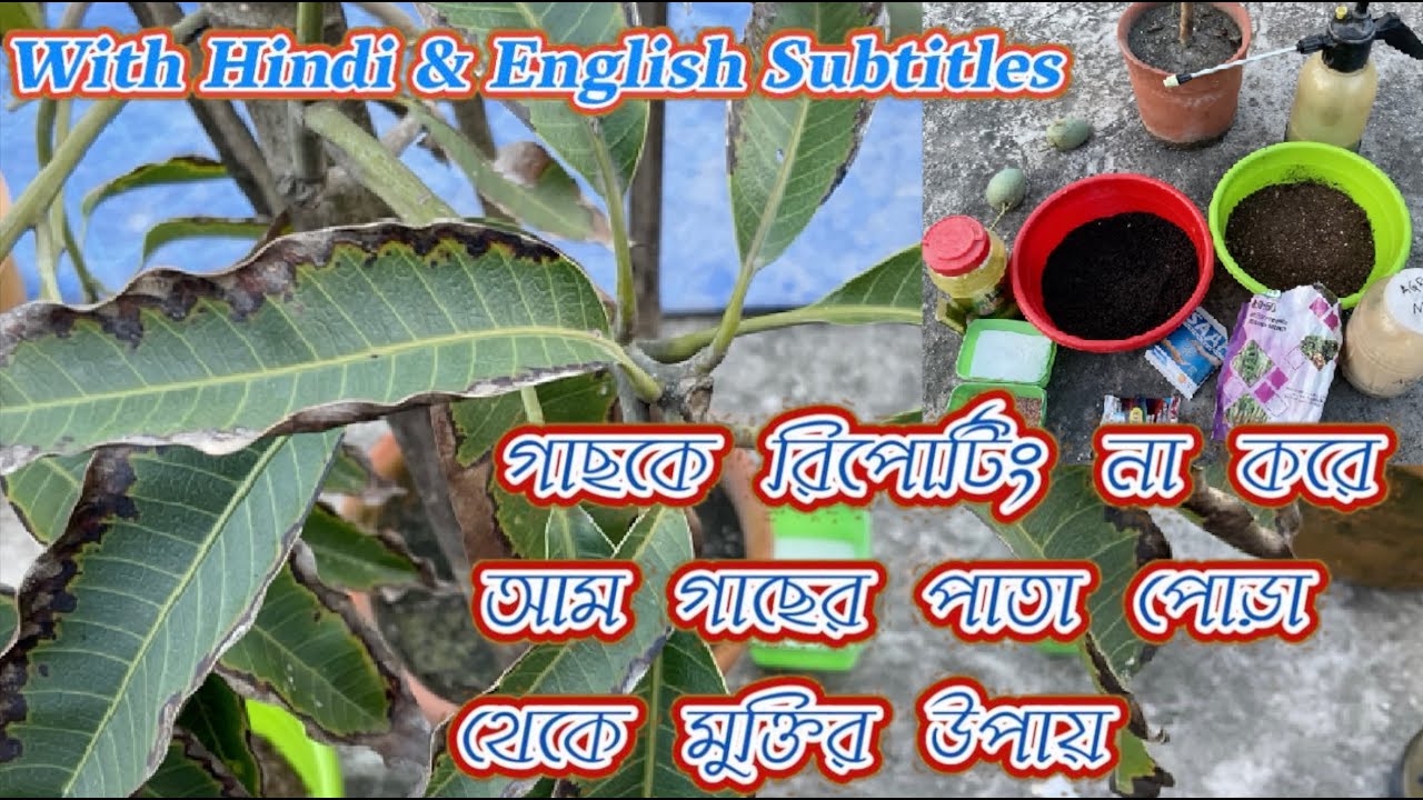 আম গাছের পাতা পোড়া রোগের স্থায়ী সমাধান / Mango Leaf Burn Problem Solved / Roof Gardening - YouTube