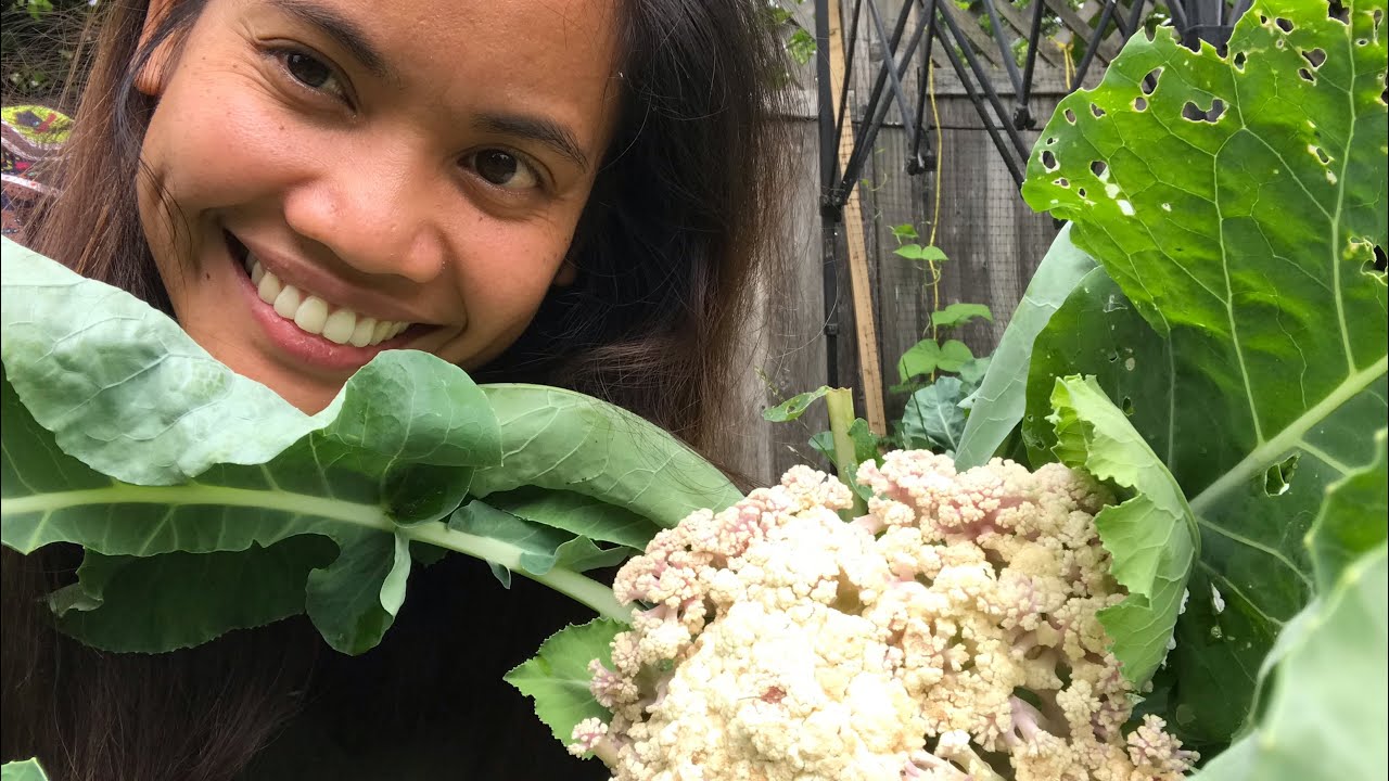15 Minutes Recipe-ALOO GOBI, fresh veges from the garden - YouTube