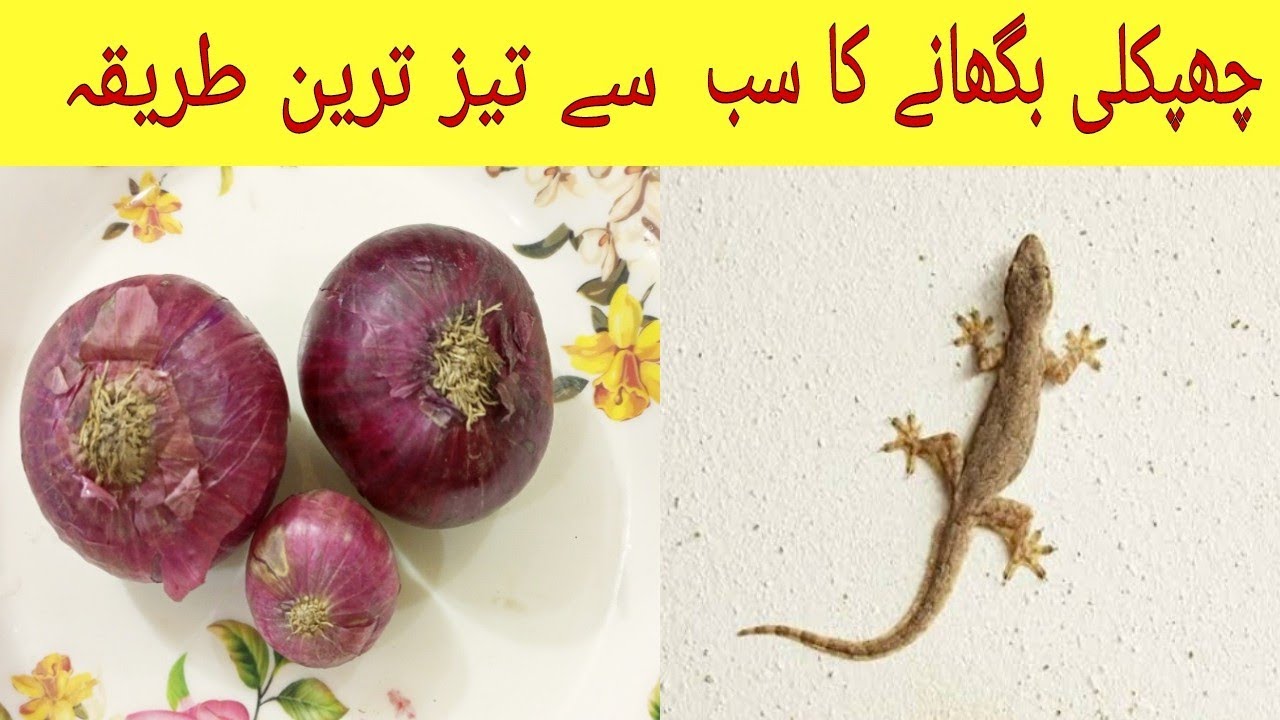 How To Get Rid Of Lizard At Home||Chipkali Bhagane ka Trika By Salma ...