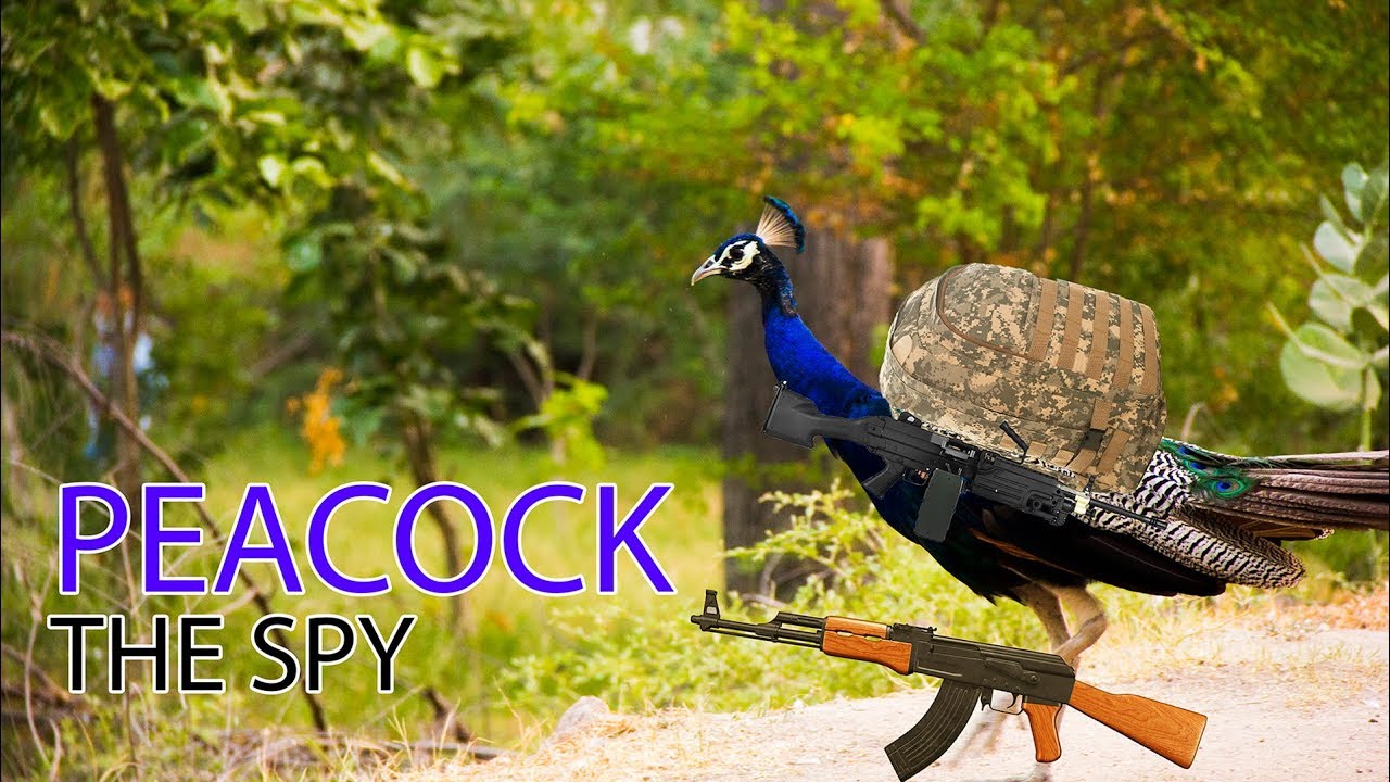 Peacock the Spy – Short Film | By Kiran Prajapati | - YouTube