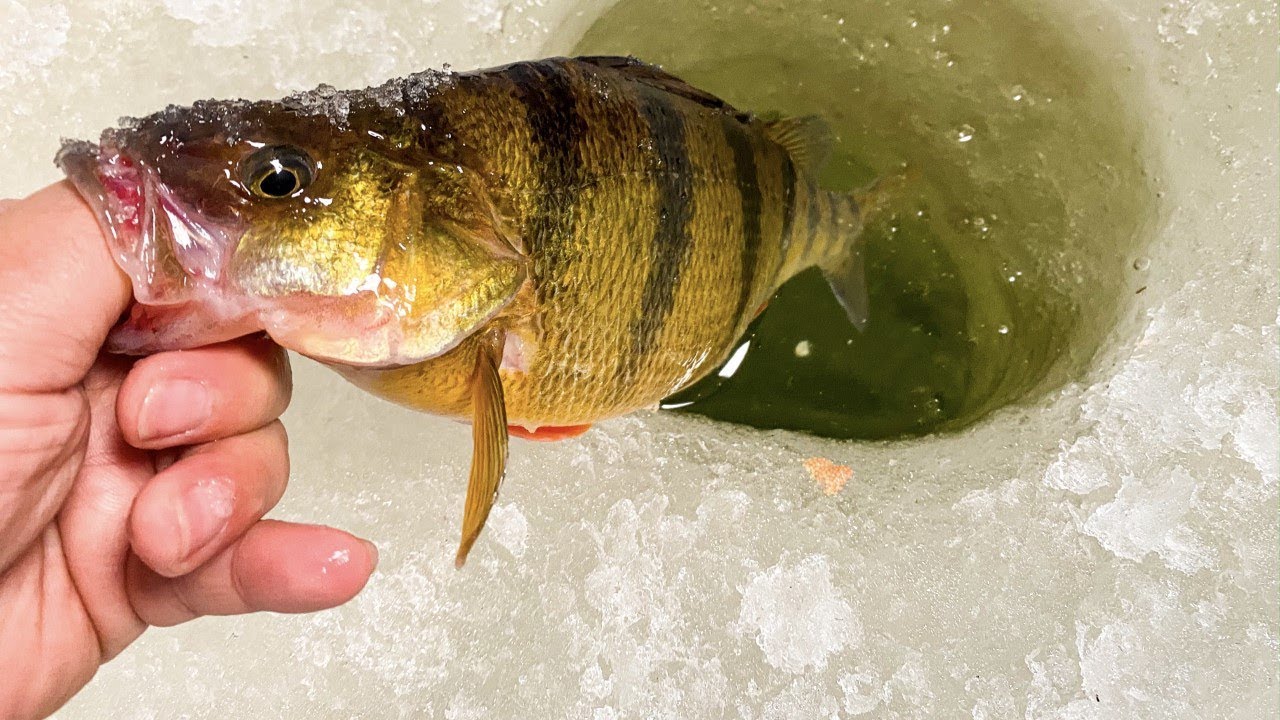 Ice Fishing - Surprise JUMBO Perch! - YouTube
