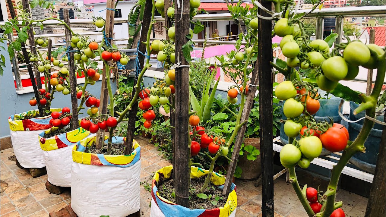 Easy Way To Grow Tomato Plant In Sacks / Growing Tomatoes on Rooftop # ...