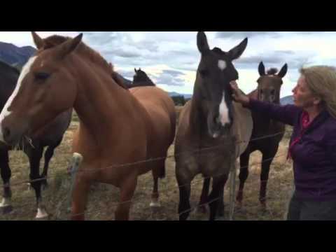 Friendly horses near Perito Moreno Glacier