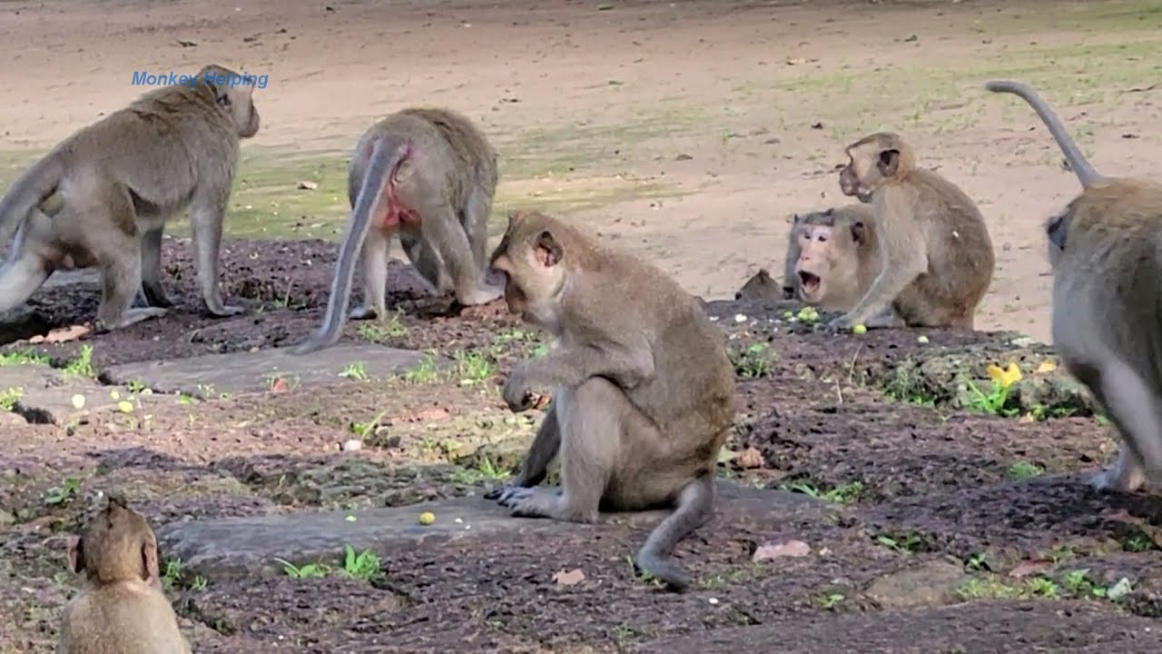 Amber troop monkey ! Swarm of starving wild monkeys fight for food ...
