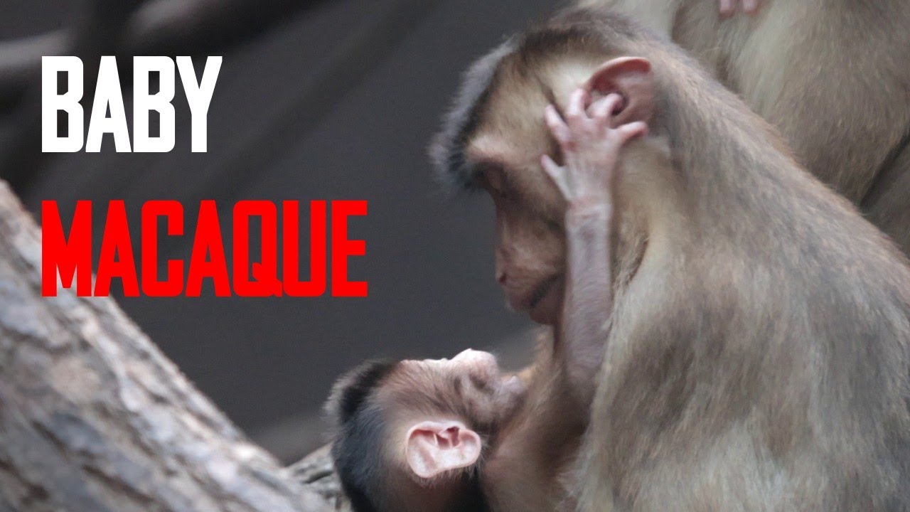 Baby Macaque - Makak vepří (Macaca nemestrina) - YouTube