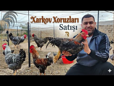 Xarkov Xoruzları Satılır  050 206 06 77--- 055 994 45 44