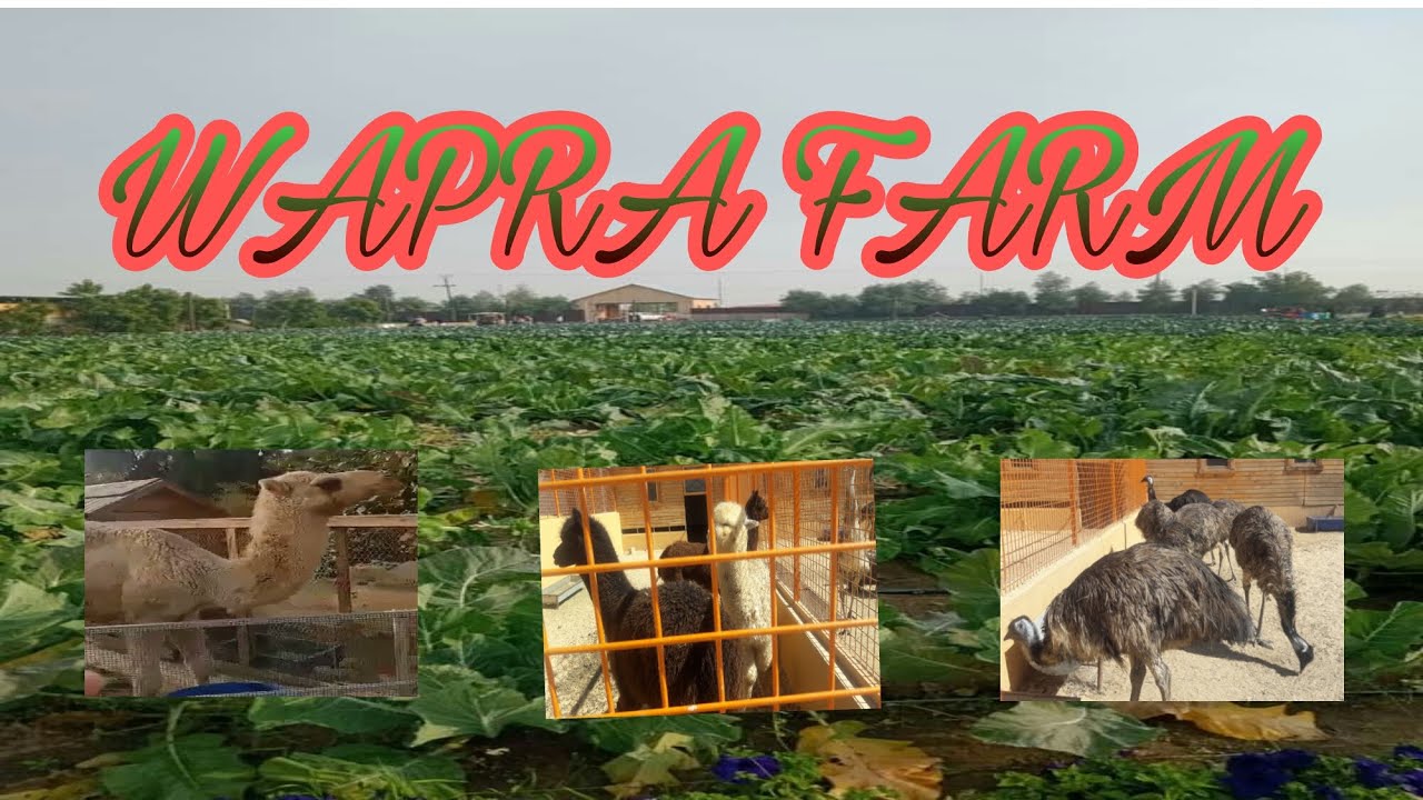 Wapra Farm Kuwait || Best Places to visit kuwait farm - YouTube