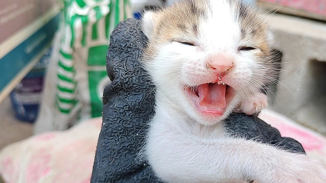 kitten meowing sound effect| cat meow sound effect| cat sounds to ...