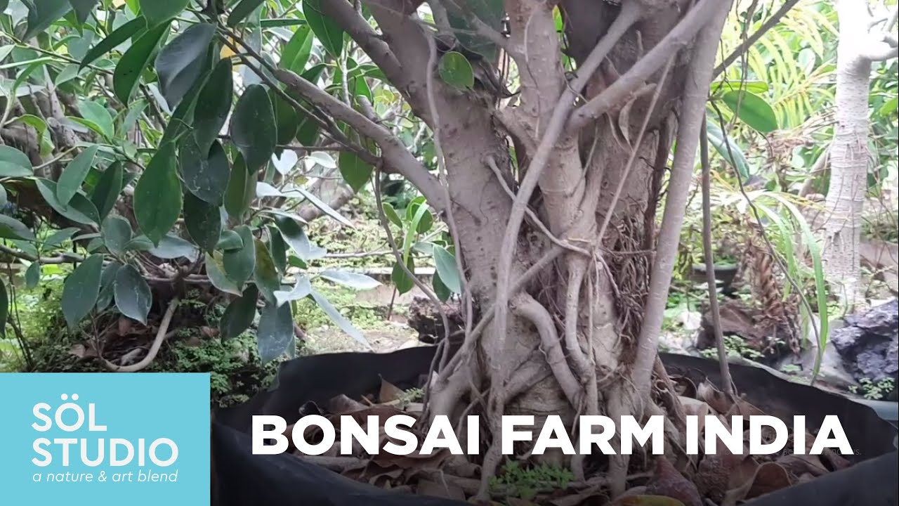 Bonsai Farm India - YouTube