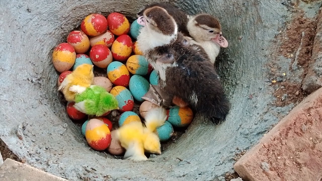 top finding chicken eggs, finding colorful eggs, finding cute chickens ...