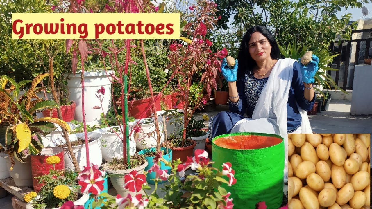 Easy way to grow *Potatoes* at home | आलू उगाए घर पे - YouTube