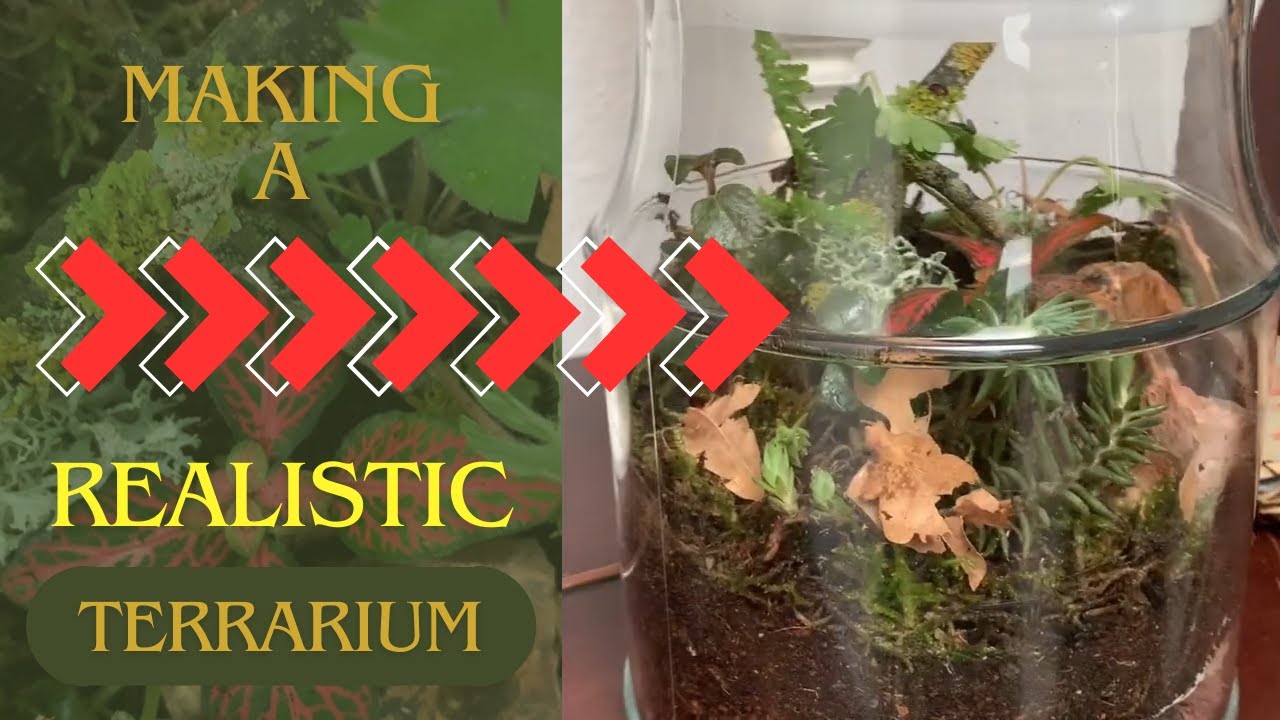 Realistic bioactive terrarium - Presentation video - YouTube