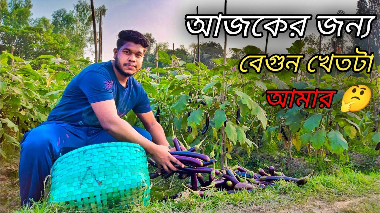 Ajker jonno begun khet ta amr// আজকের জন্য বেগুন খেতটা আমার। #Ar nahid ...