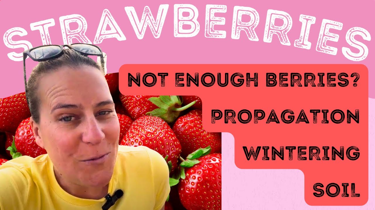 How we're growing strawberries in Southern California - YouTube