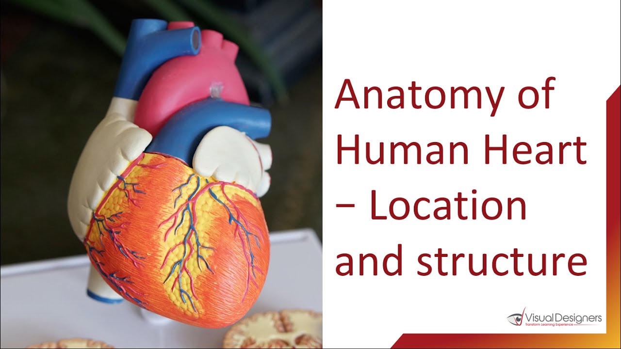 Anatomy of Human Heart. What is the location and structure of Human ...