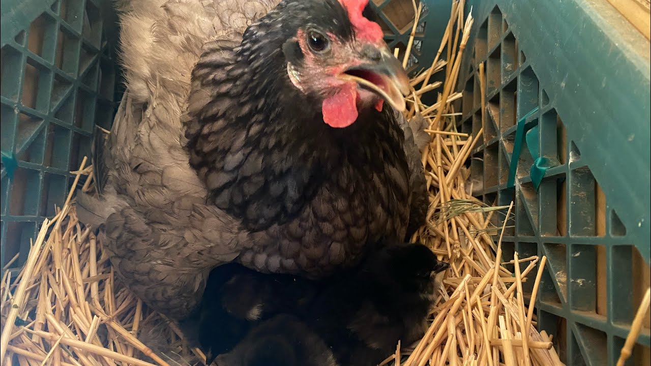 EL NACIMIENTO DE MIS POLLITOS 🐣 🐣🐣🐣 ️ ️ ️🐣🐣 - YouTube