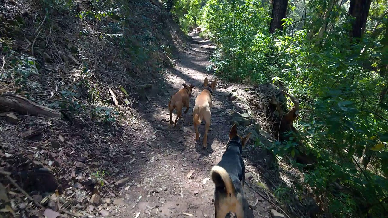 #Hike in Cape Town - Newlands Forest, Hiking the Contour Path - YouTube