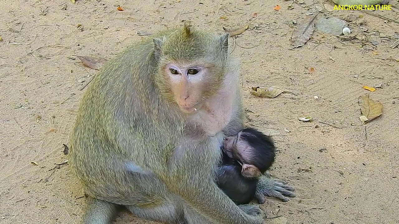Big monkey swipe baby Daniela without compassion, Poor baby Daniela cry ...