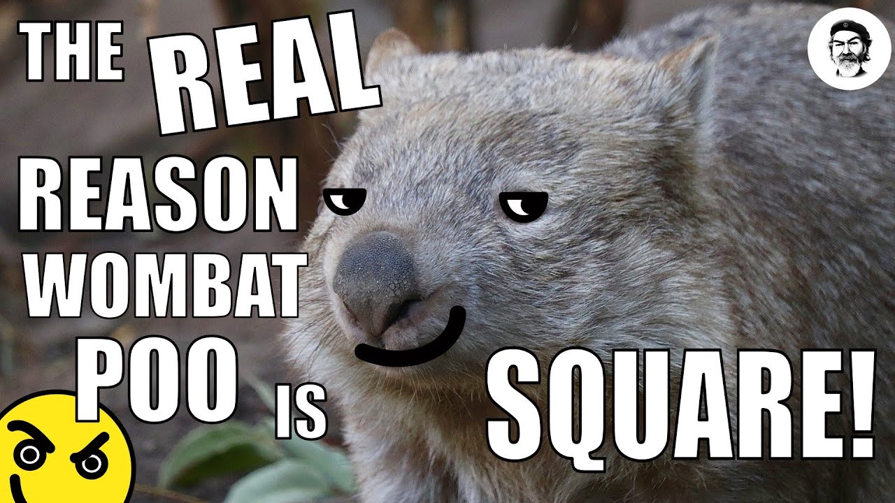 The Real Reason Wombat Poo is Square - YouTube
