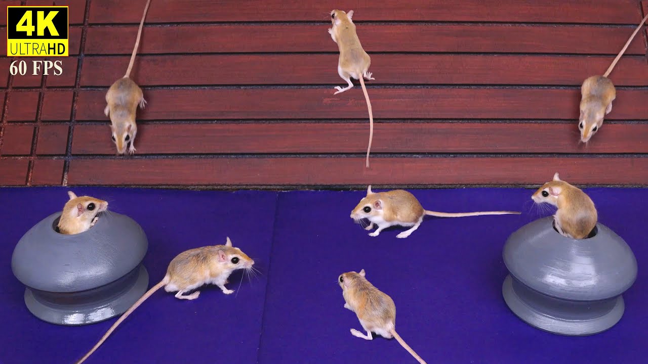 Mouse Game for Cats on Screen: Mice Hide and Seek in Clay Pot | 4K ...