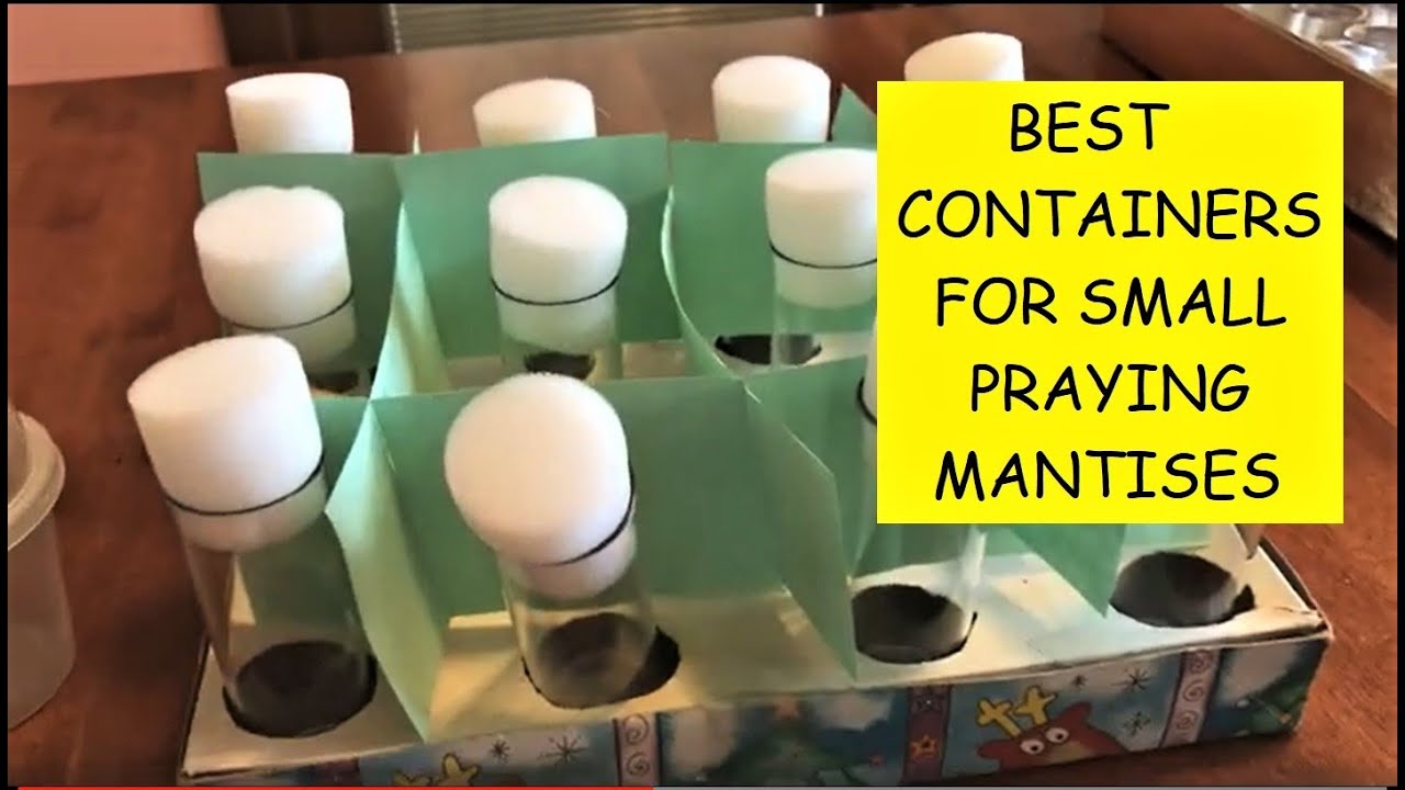 Best containers for Praying Mantis insects, #prayingmantis - YouTube
