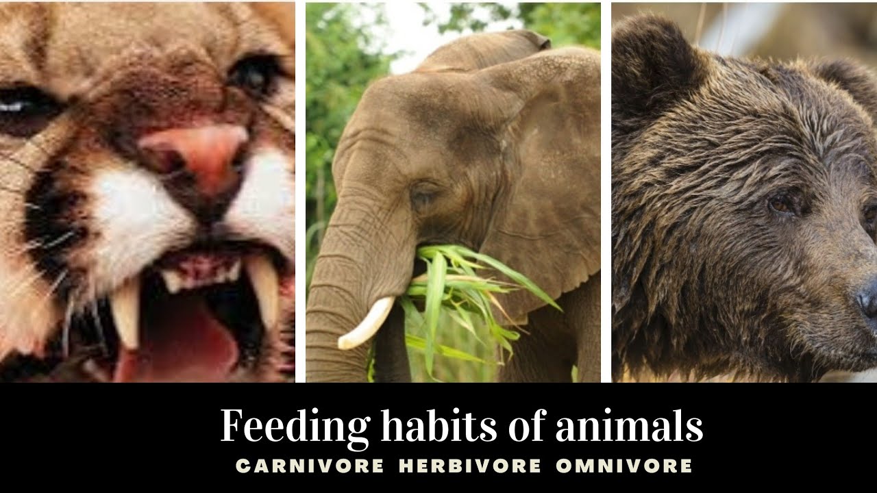 DAV Class 3 Science, Ch-6 Feeding Habit of Animals |Herbivores ...