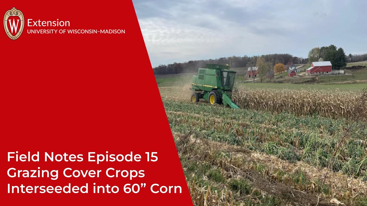 Field Notes Episode 15: Grazing Cover Crops Interseeded into 60” Corn ...
