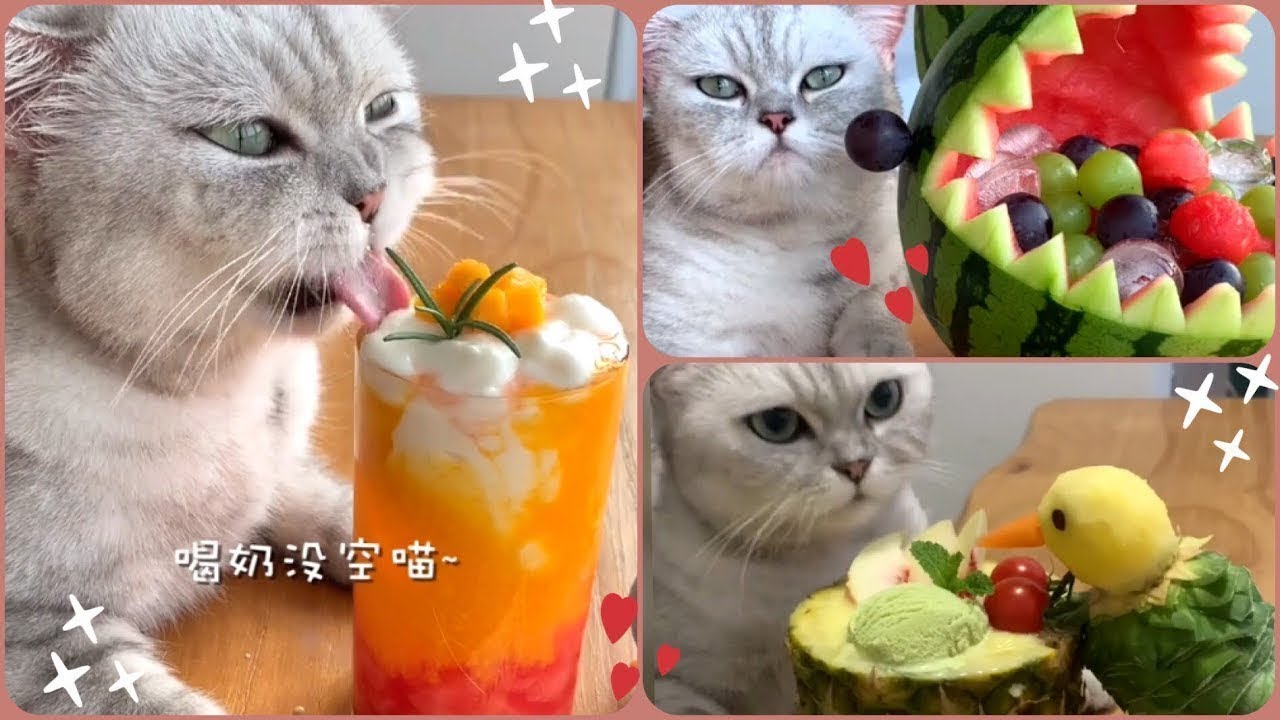 TikTok China | Douyin Cooking Cat - Cat Can Cook #6 - YouTube