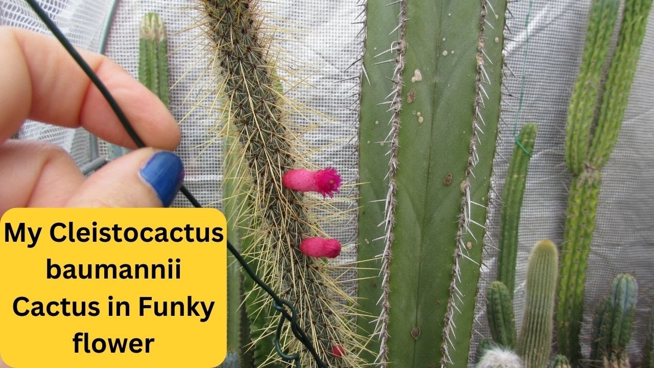 My Cleistocactus baumannii Cactus in Funky Flower #cactus #cacti - YouTube