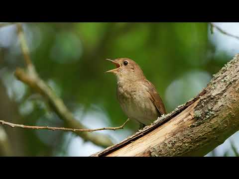 The song of the Common Nightingale - Bird Sounds to recognize the Common Nightingale | 10 Hours