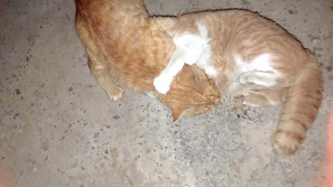 angry cat sound effect | Cats Angry Sound Effect|Angry Cats| उदास बि ...