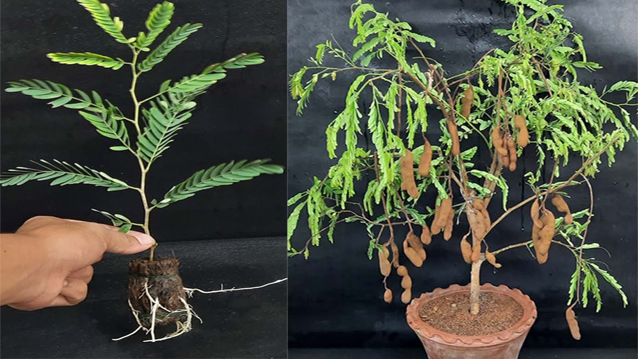 How to grow Tamarind plant from cutting in coconut shell with water ...
