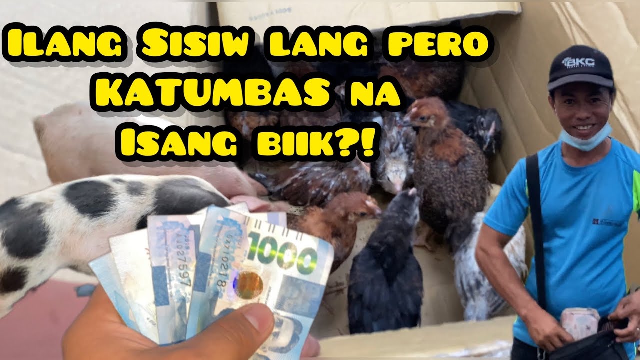 ILANG SISIW LANG ANG NA EBENTA PERO KATUMBAS NA ISANG BIIK? - YouTube
