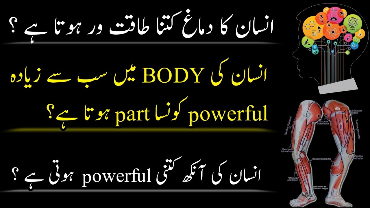 Which is the strongest part of the human body?human body parts facts ...