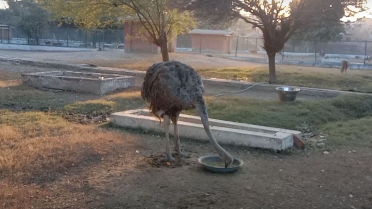 Ostrich Survival In The ZOO 4K Live Discovery Video - YouTube