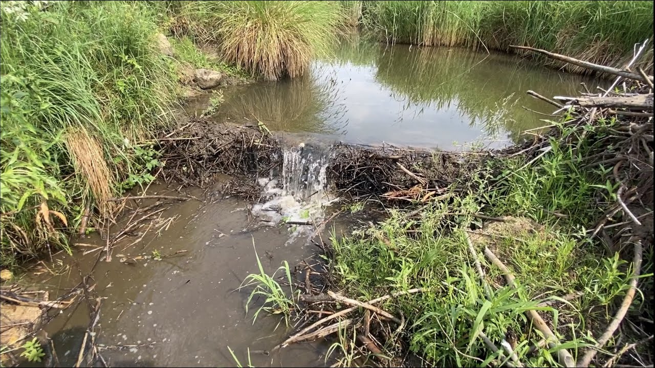 Beaver Dam Removal || A Lot Of Various Insects During Removal. - YouTube