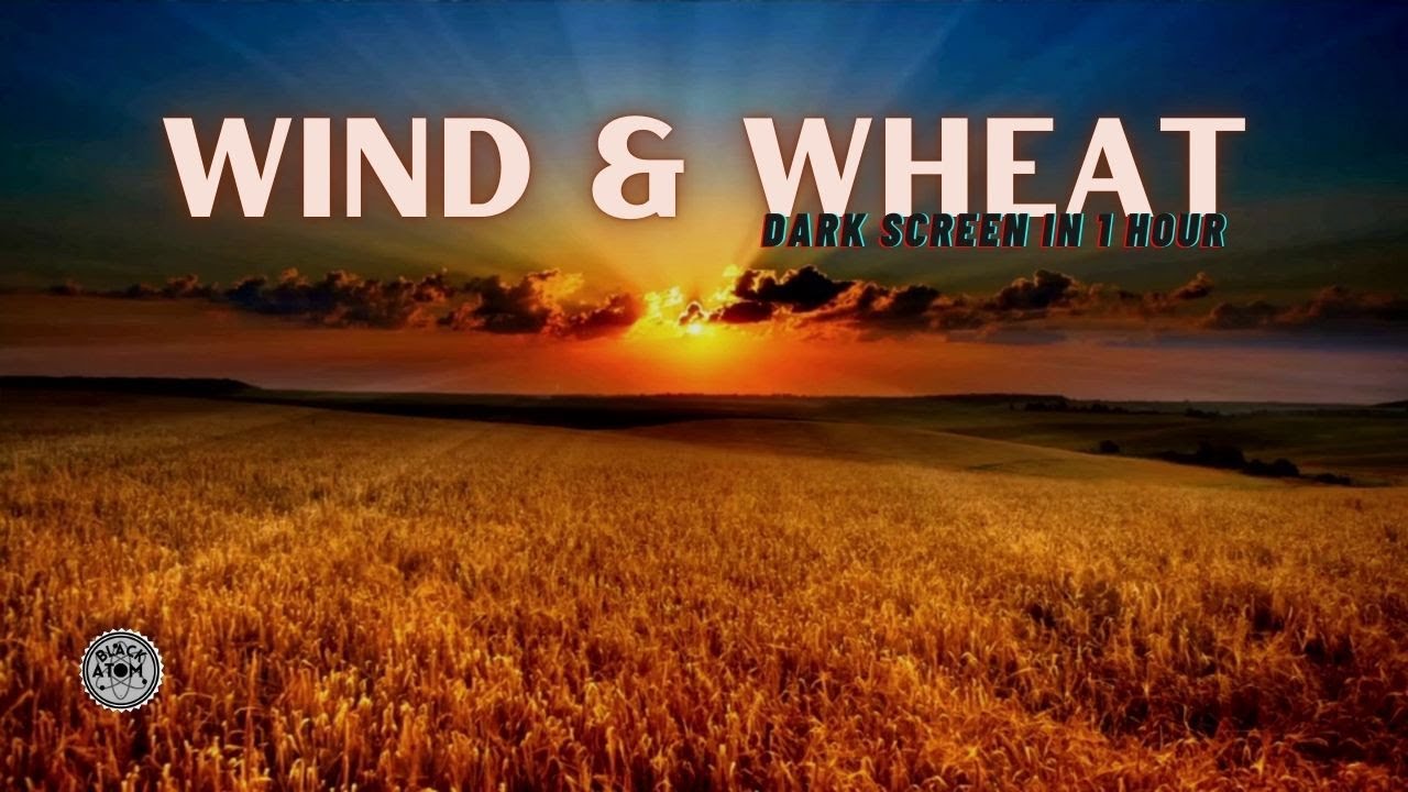 🌾 Soothing Wind in a Wheat Field ⨀ 12 Hours of Relaxation & Deep Sleep ...