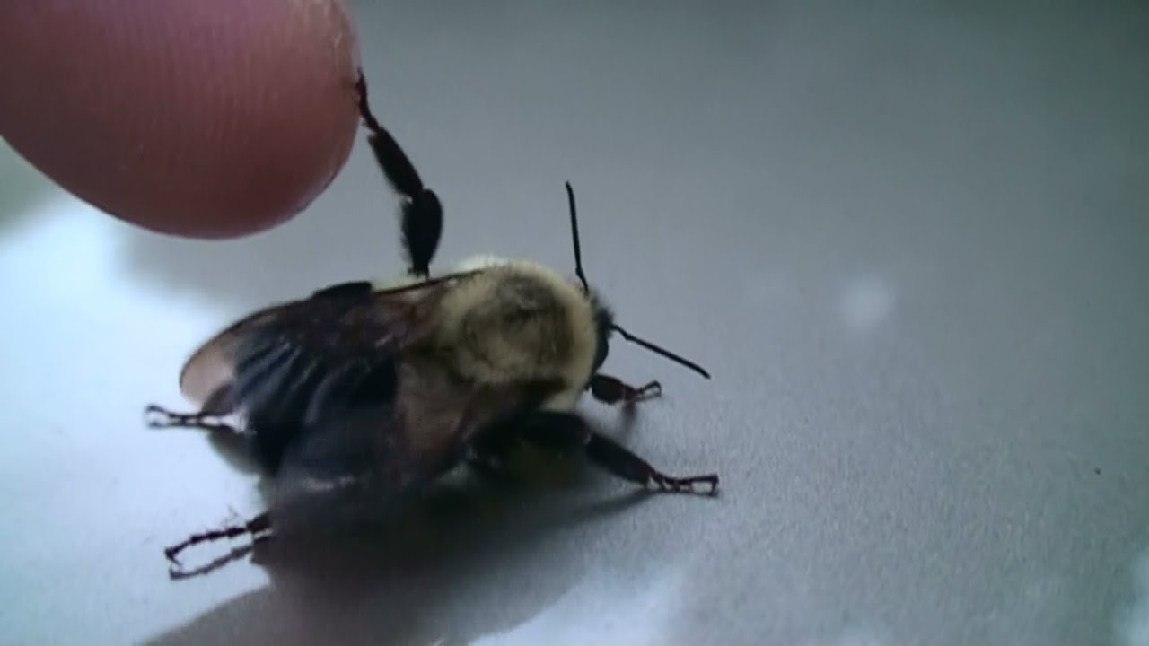 HIGH FIVE-ing Bumble BEE!! Training the Bee - YouTube