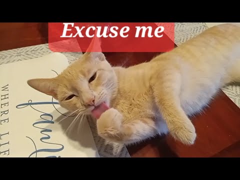 EXCUSE ME cat... What you doing... - YouTube