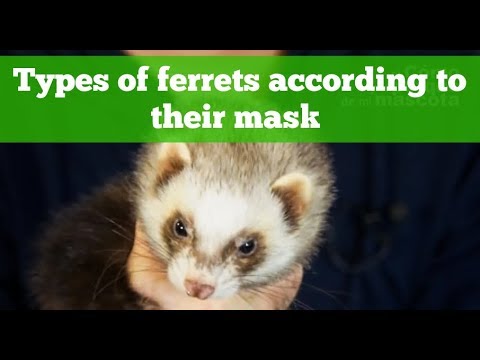 FERRETS - The ferret's face. Types of ferrets according to their mask ...