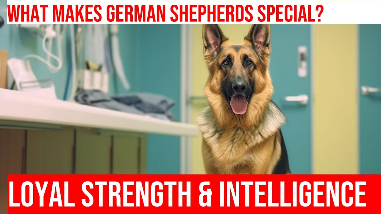 How to Understand the German Shepherd Breed Standard - YouTube