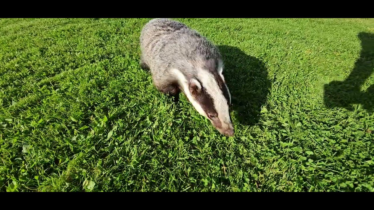 Badger eating Plums - YouTube