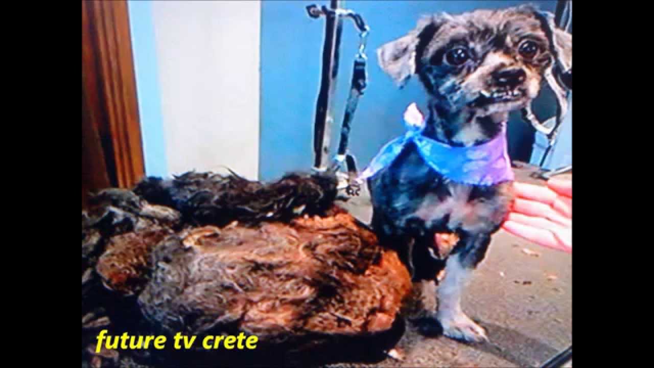 ΣΟΚ.. Σφουγγαριστρα σκυλος μετα απο κομμωτηριο - YouTube